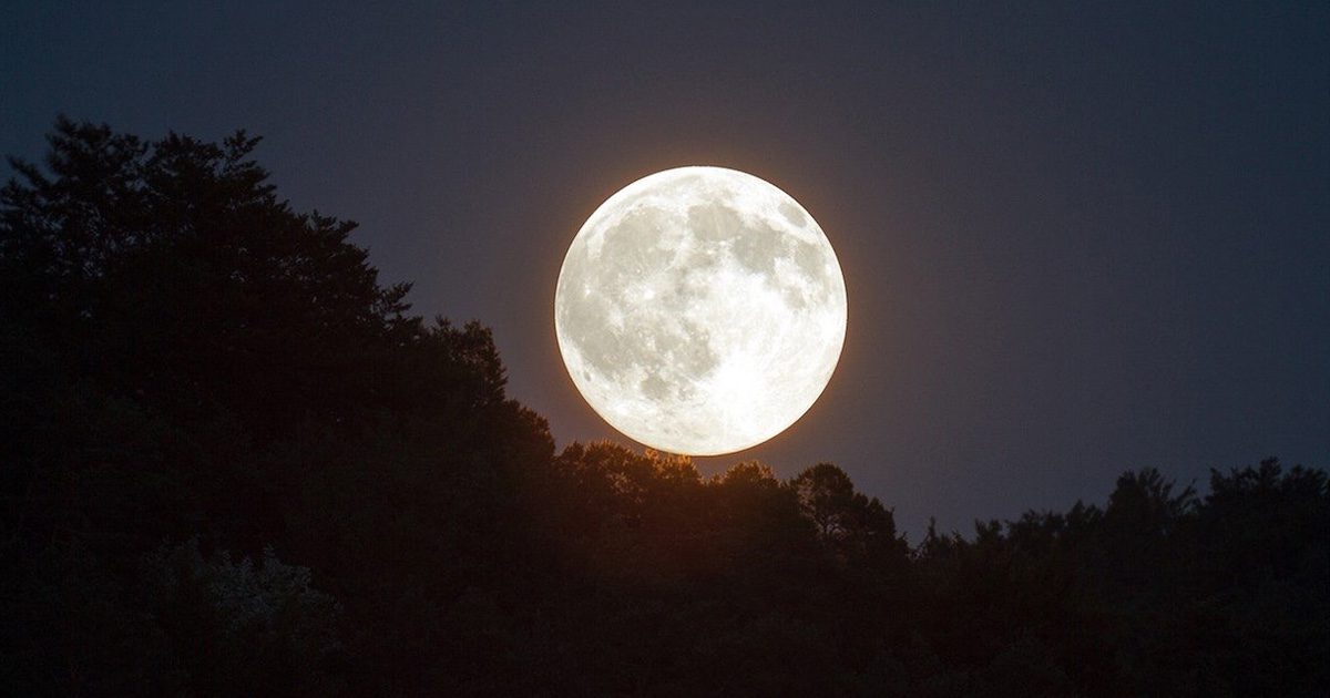 Qué Es El Perfume Luz De Luna Y Dónde Comprarlo